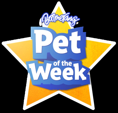 Opportunity to Associate with Hugely Successful Pet of the Week ...